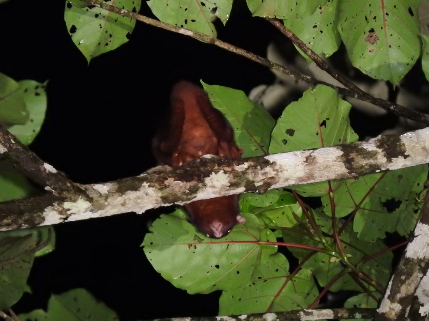 Aeromys Robinson & Kloss, 1915