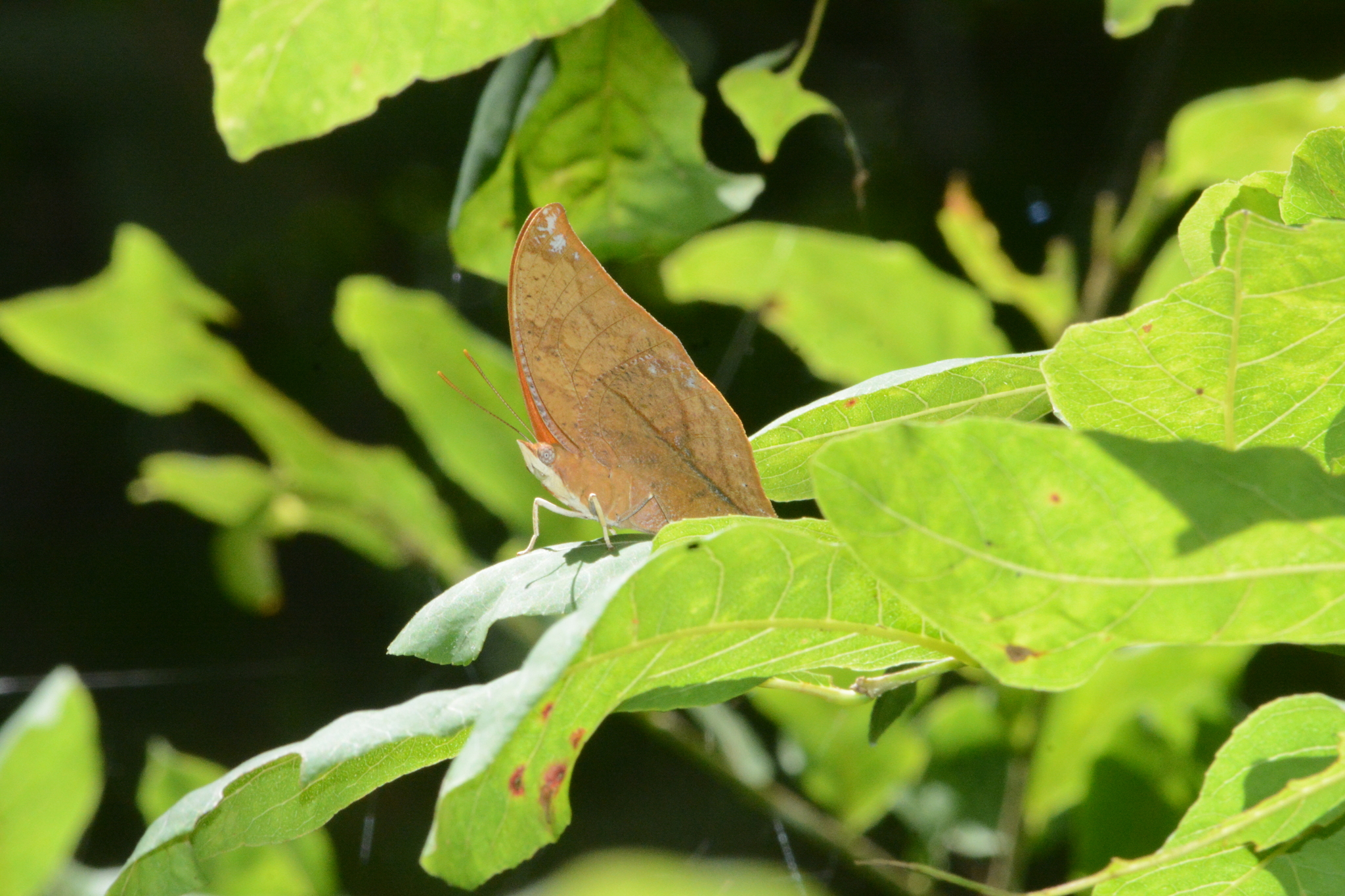 Zaretis itys ellops (Ménétriés, 1855)