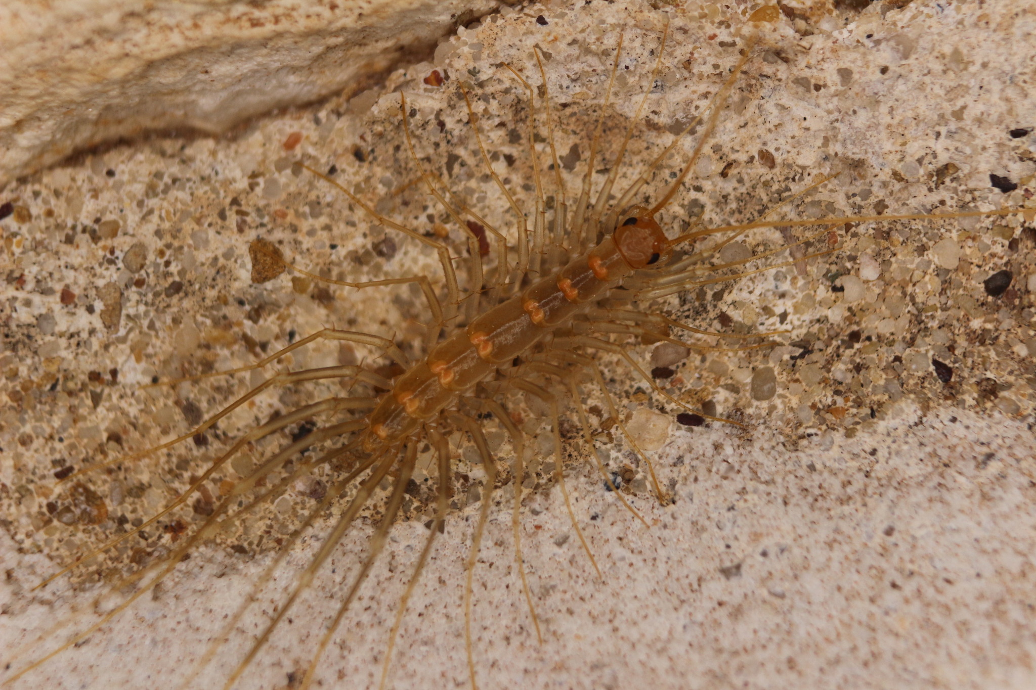 Scutigera linceci Wood, 1867