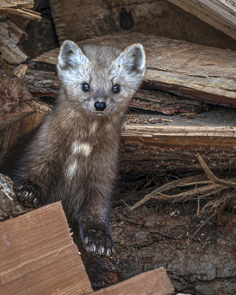 American Marten from Central Kootenay, BC, Canada on February 23, 2021 ...