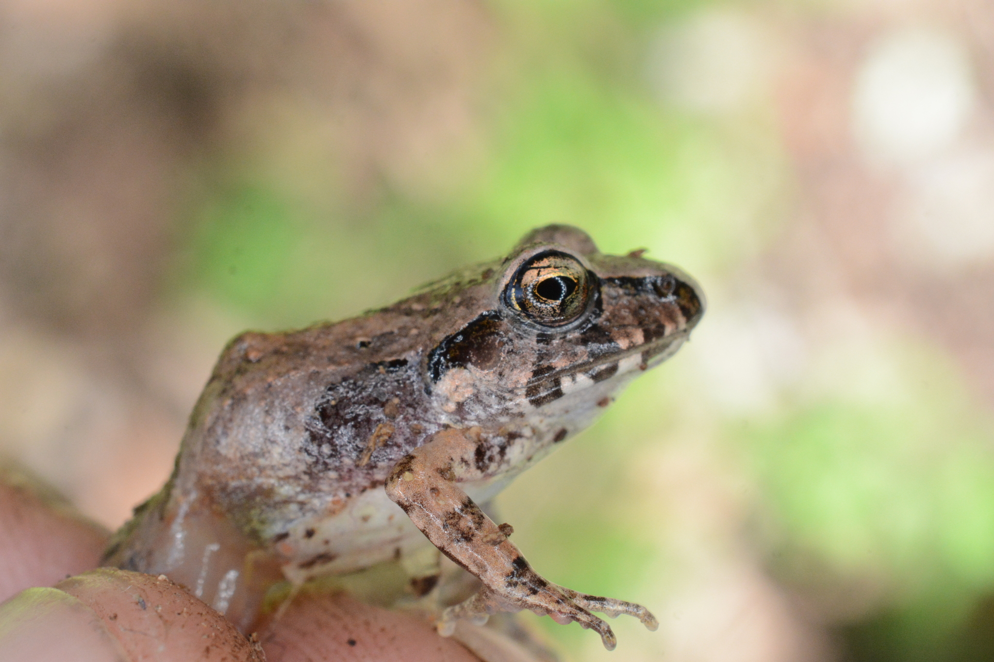 Craugastor occidentalis (Taylor, 1941)