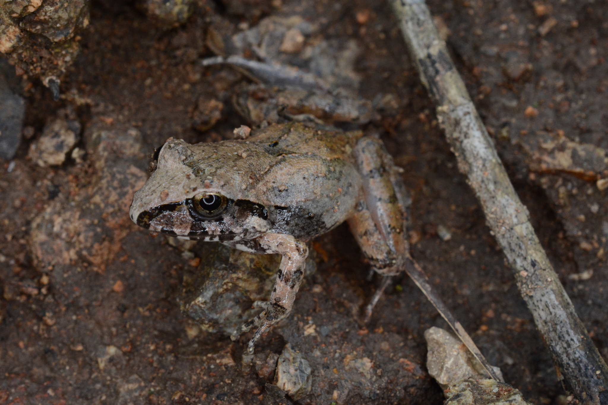 Craugastor occidentalis (Taylor, 1941)