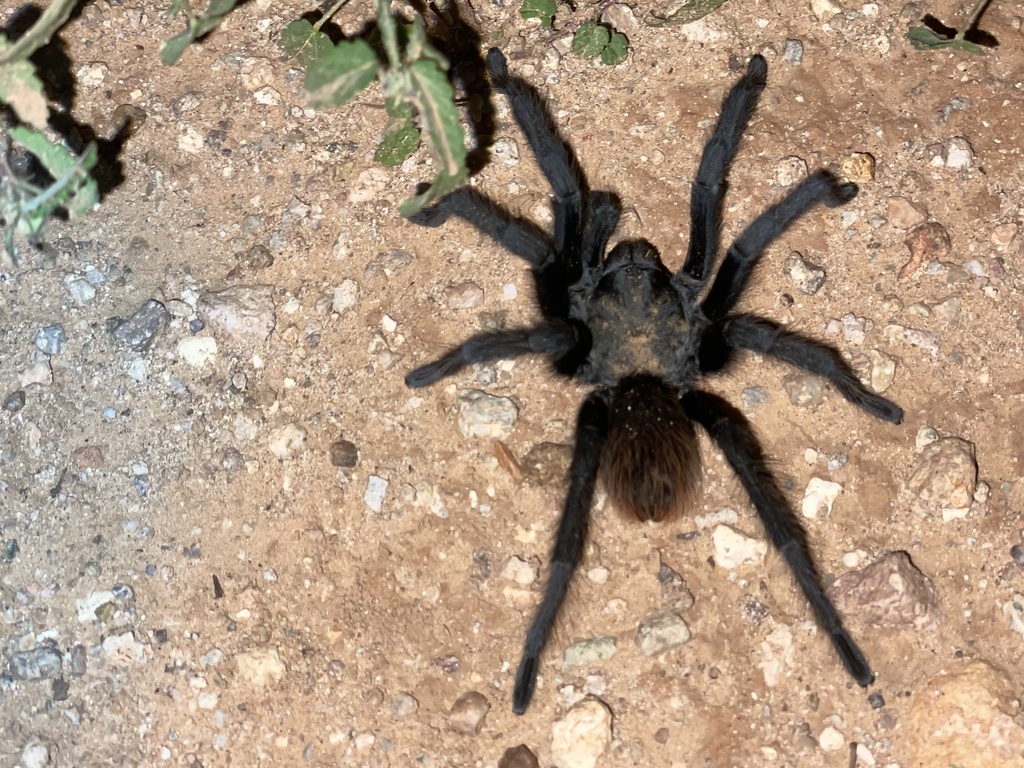 Tucson Bronze Tarantula from Tucson, AZ, US on August 14, 2022 at 08:03 ...