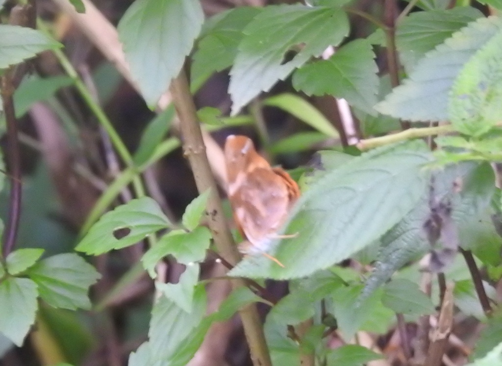 Butterflies from Modakondamma templae trail, Paderu Ghat road on August ...