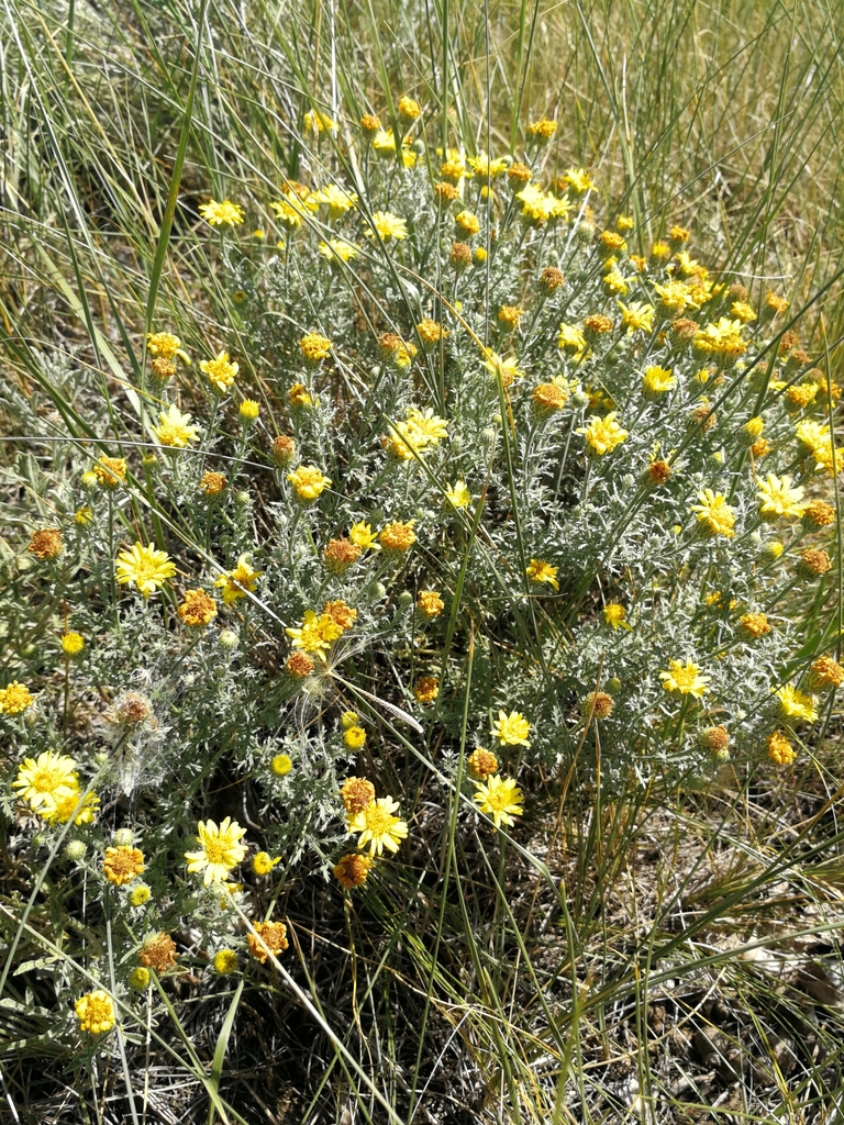 Spiny Goldenweed from Division No. 5, CA-AB, CA on August 14, 2022 at ...