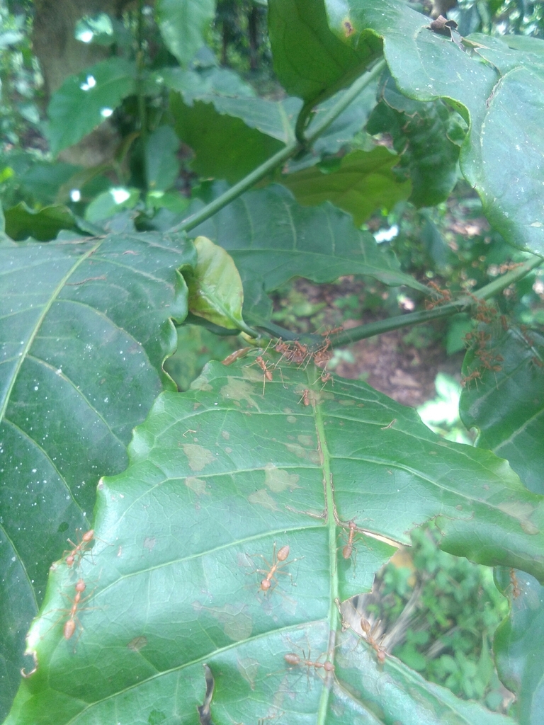 Asian Weaver Ant from M385+8H7, Wayanad, Kerala 673122, India on August ...