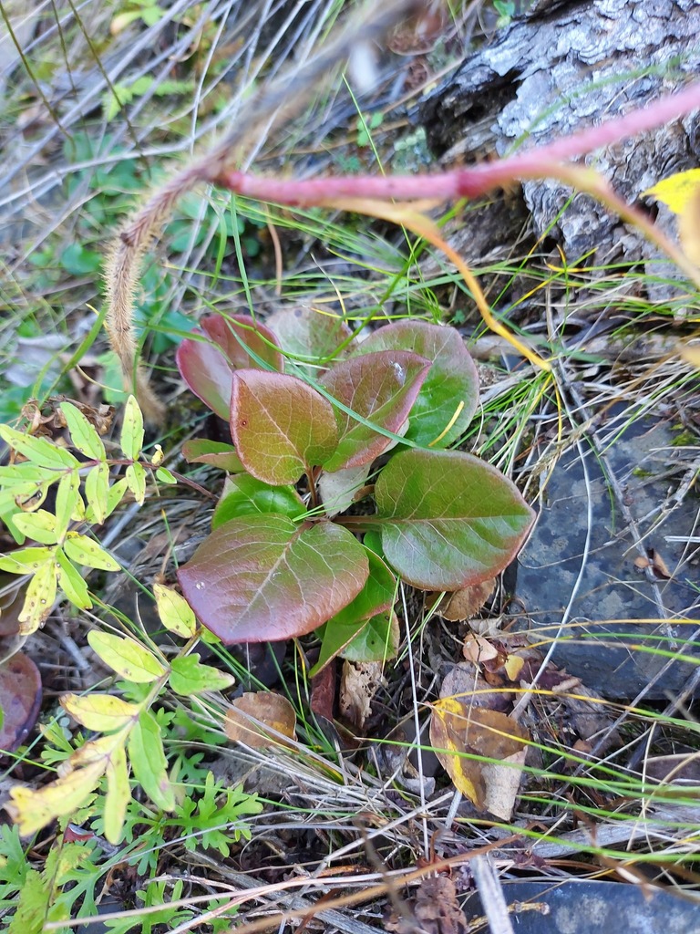 Pink wintergreen from Irkutskiy rayon, Irkutsk, Russia on August 15 ...