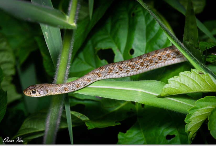 Buff Striped Keelback from 台灣台南市 on August 14, 2022 at 07:53 PM by 尹若宇 ...