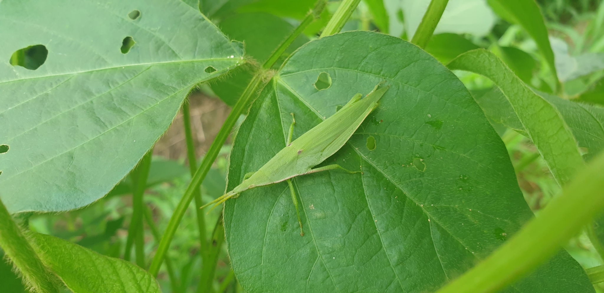 Atractomorpha lata (Mochulsky, 1866)