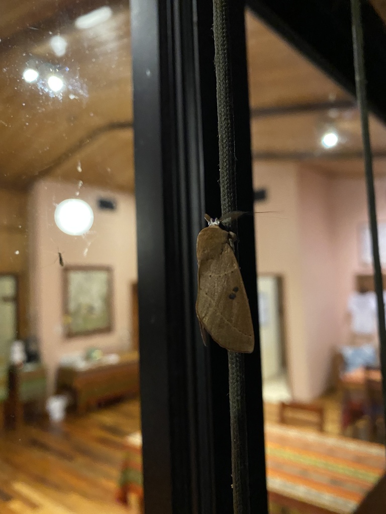 Hemiceras from Archidona, Napo, EC on August 14, 2022 at 07:53 PM by ...