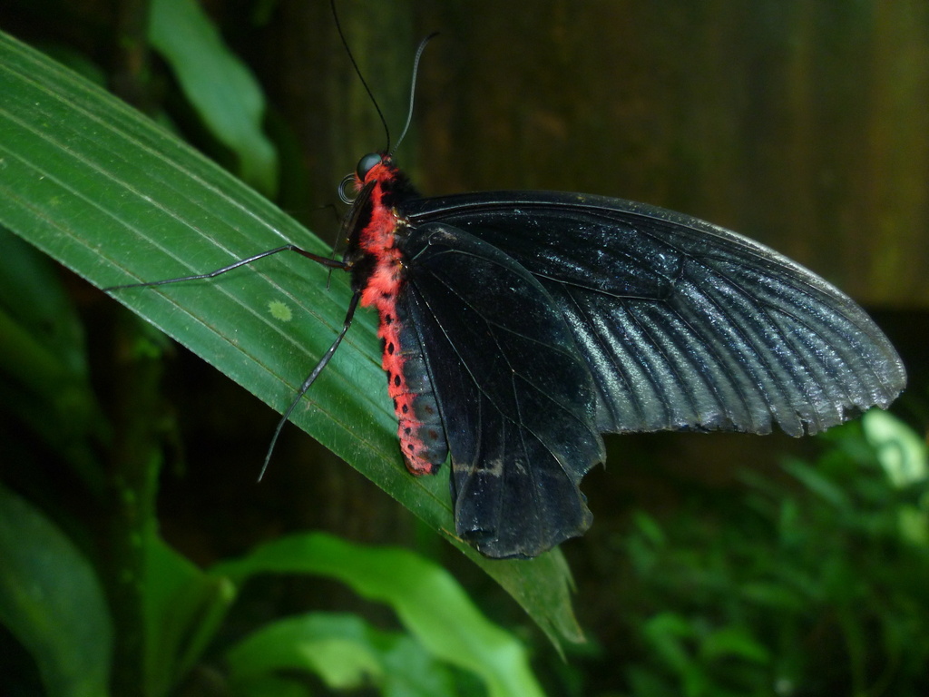 Common Batwing from Bentong, Pahang, MY on January 20, 2011 at 02:56 AM ...