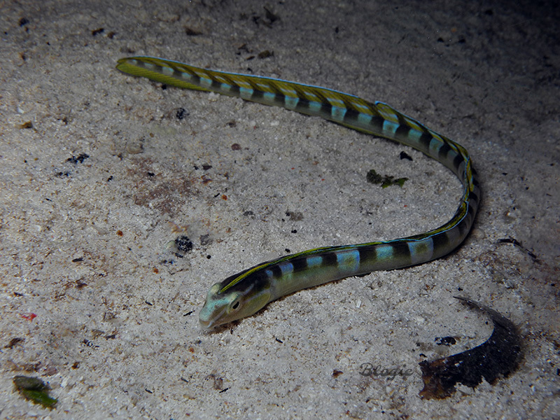 Snake Blenny (Xiphasia setifer) - Marine Life Identification