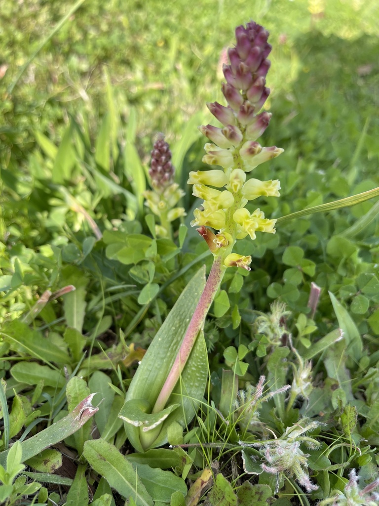 Pale Viooltjie from City of Cape Town, ZA-WC, ZA on August 14, 2022 at ...