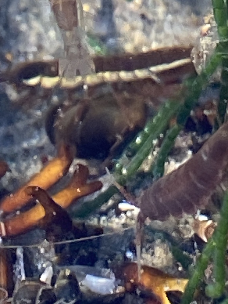 Baltic Isopod from Gulf of Maine, Phippsburg, ME, US on August 15, 2022 ...