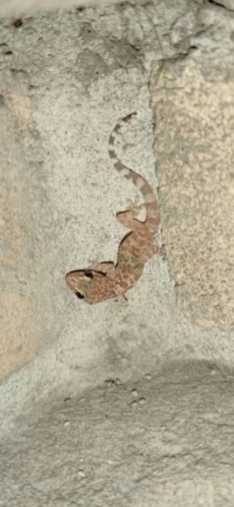 Mediterranean House Gecko from 45100 Rovigo RO, Italia on August 15 ...