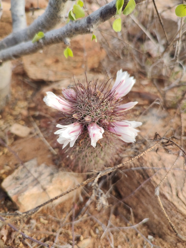 Peninsular fishhook cactus in August 2022 by Abraham Sánchez · iNaturalist