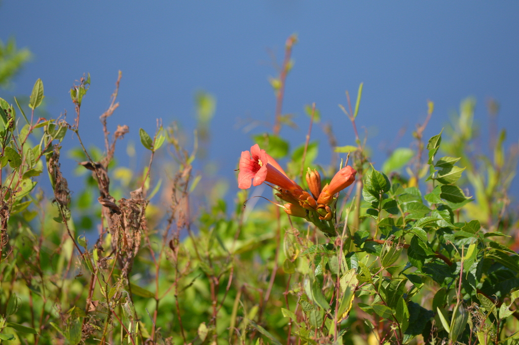 American trumpet vine from Blackwater National Wildlife Refuge on ...
