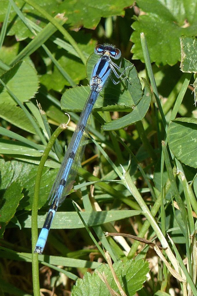 Familiar Bluet (Insects and Arachnids of Coronado National Memorial ...