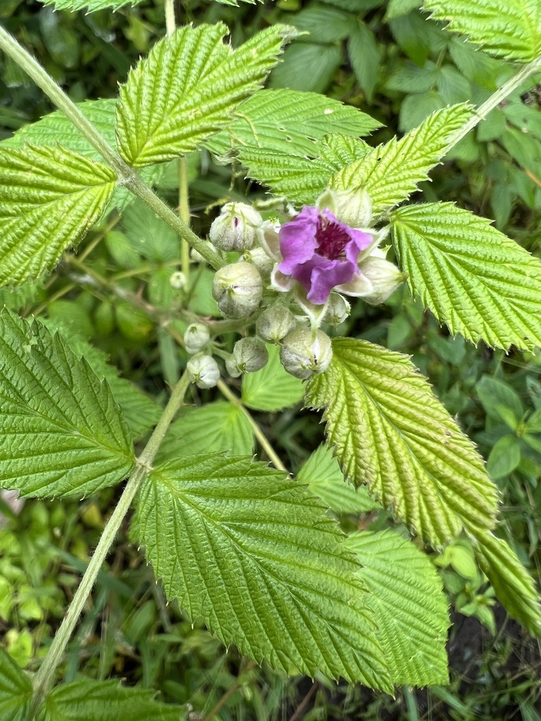 Ceylon Raspberry from Santa Cruz, Parque Nacional Galápagos, EC-GA, EC ...