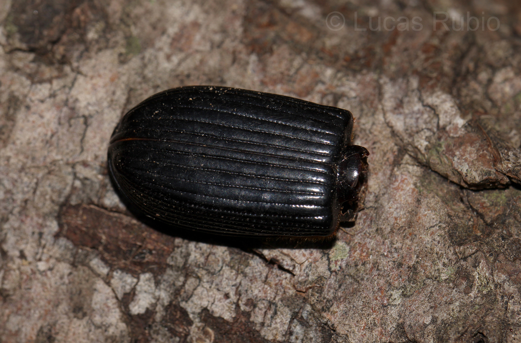 Bess Beetles from Reserva Natural Municipal de Tigre, Buenos Aires ...