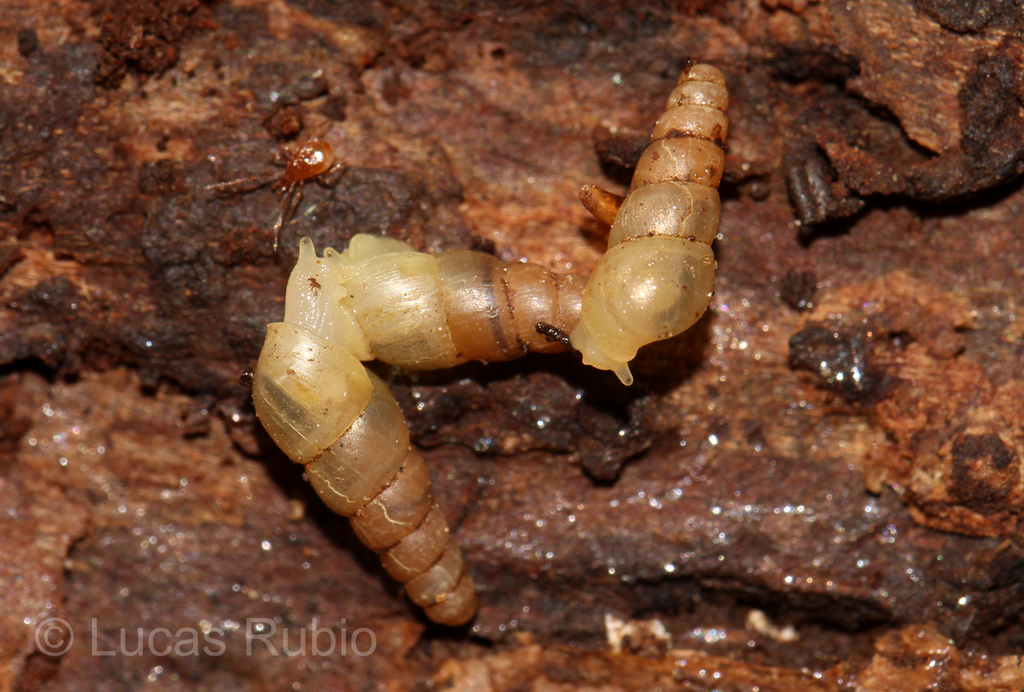 Giant Land Snails from Reserva Natural Municipal de Tigre, Buenos Aires, Argentina on August 14 ...