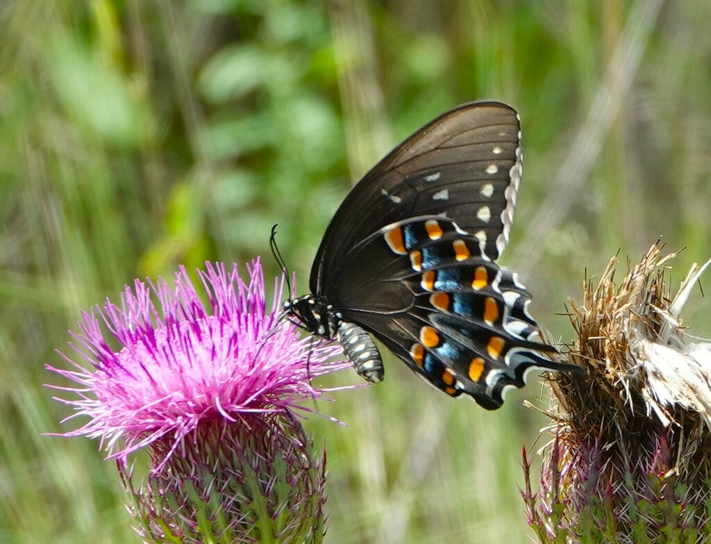 Spicebush Swallowtail from Pasco County, US-FL, US on August 13, 2022 ...