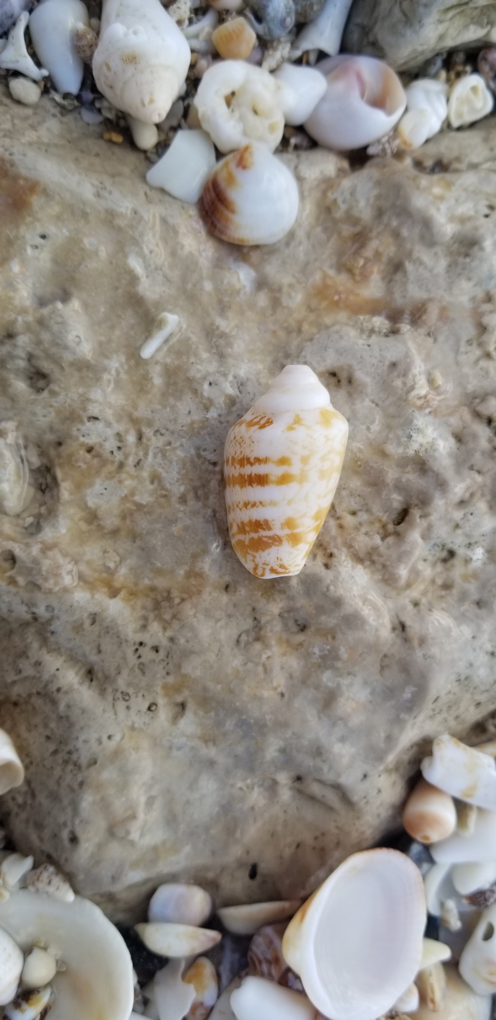 Conomurex persicus (Swainson, 1821)