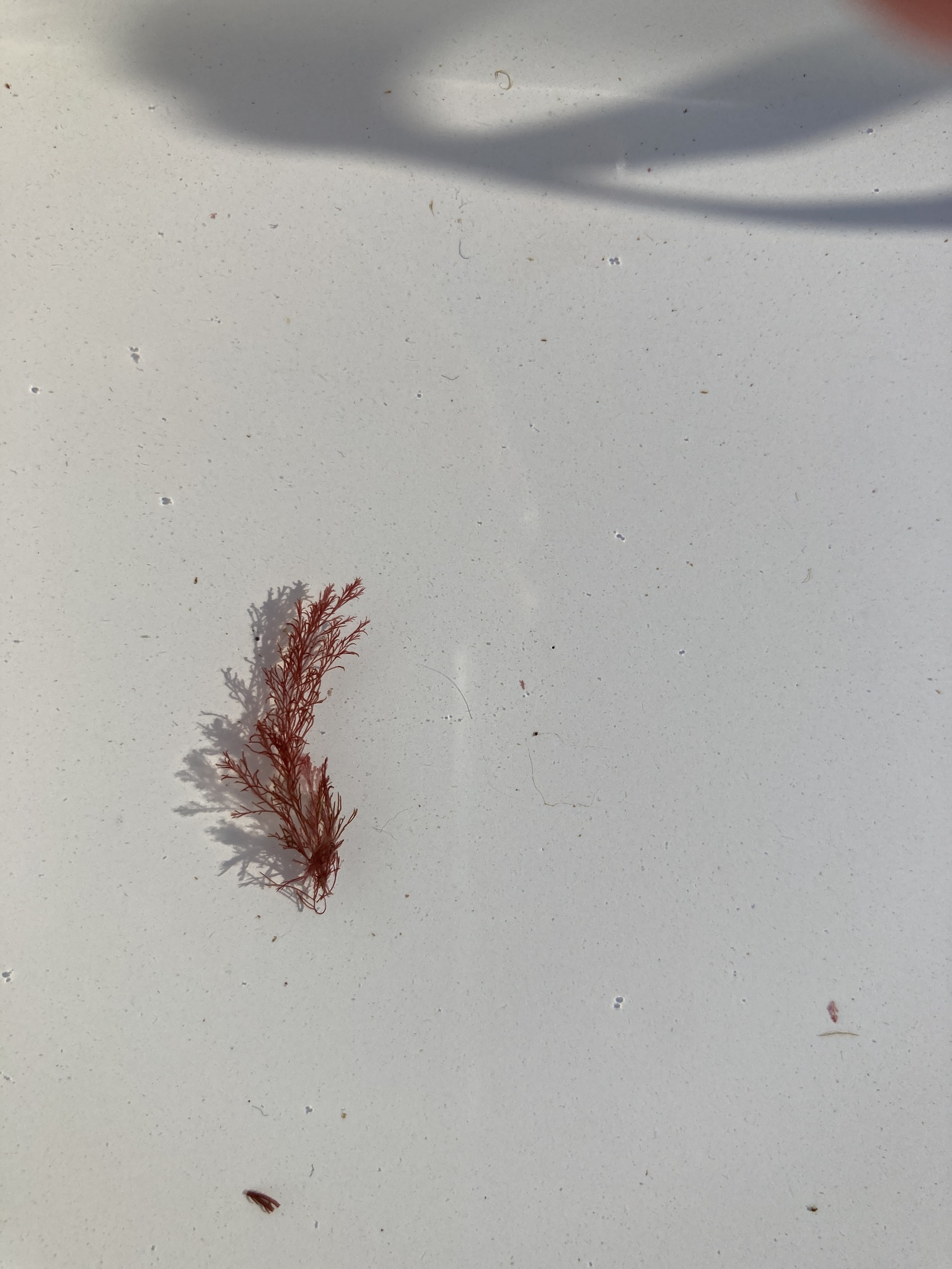 Polysiphonia Greville, 1823