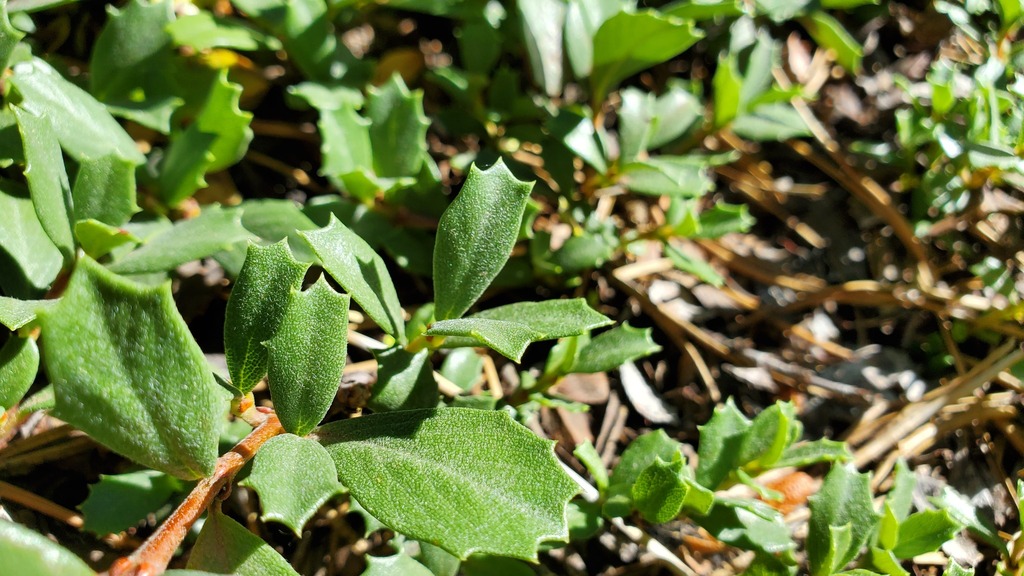 Mahala mat from Nevada County, CA, USA on August 13, 2022 at 09:38 AM ...