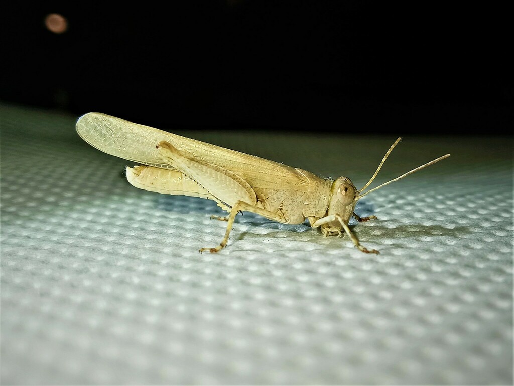 Sphingonotus from Περιφέρεια Πελοποννήσου, Ελλάδα on July 16, 2022 at ...