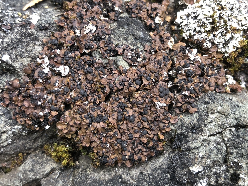 Psora globifera (Lichens of the U.S.A pt. 2) · iNaturalist
