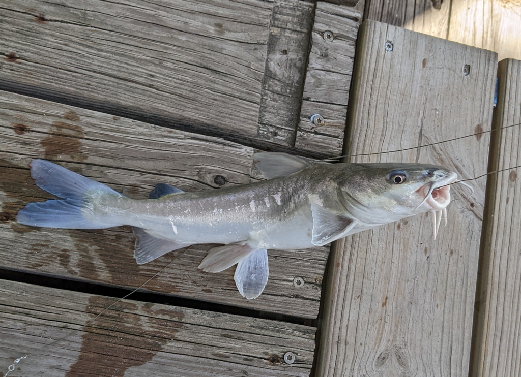 Hardhead Catfish from Port Isabel, TX, USA on August 11, 2022 at 01:49 ...