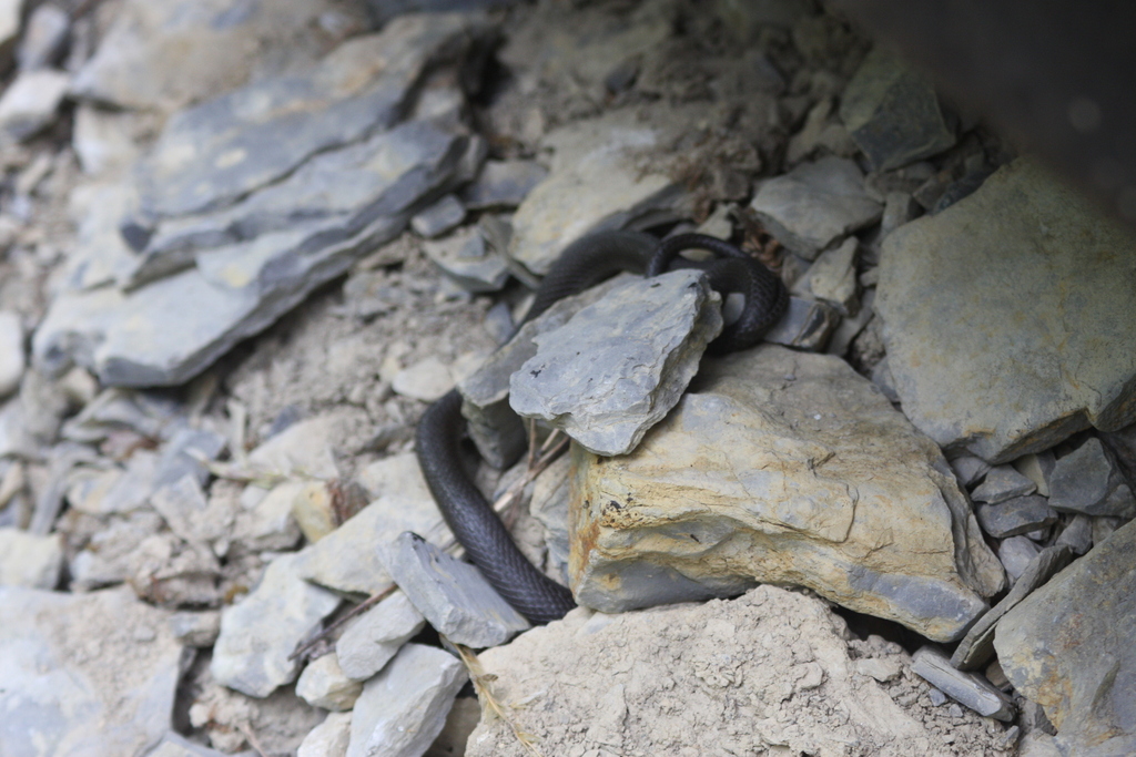 grass snake from 37671 Höxter, Deutschland on July 4, 2013 at 03:29 PM ...