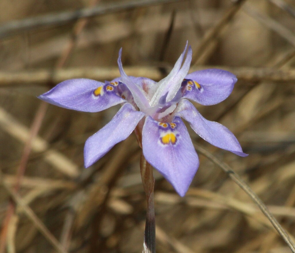 Moraea stricta from Buffelskloof Private Nature Reserve, MP on August ...