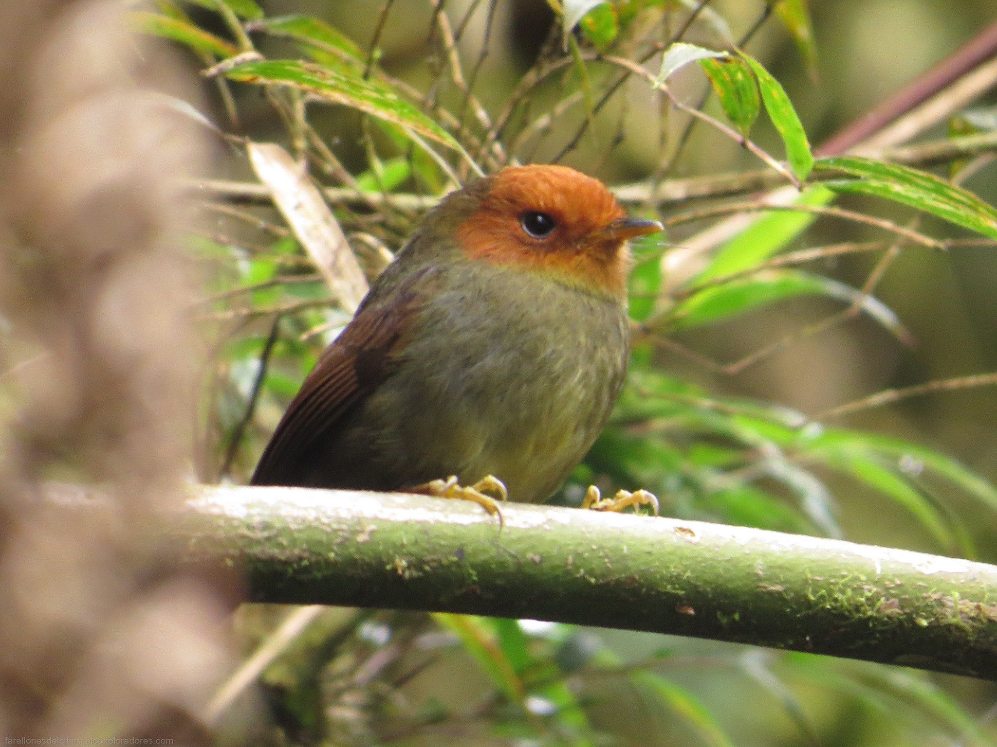 Pseudotriccus ruficeps (Lafresnaye, 1843)