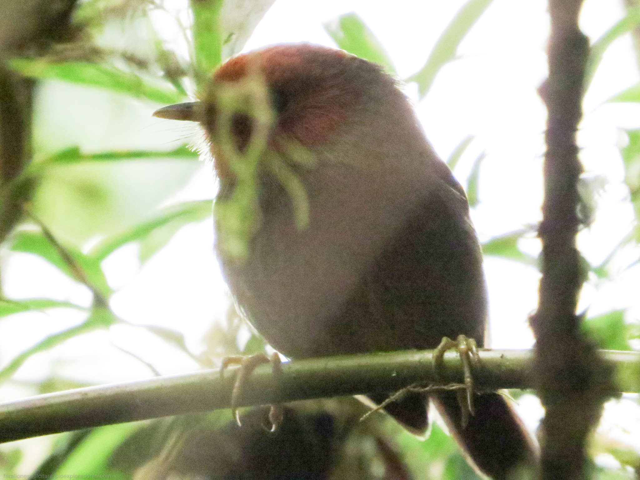 Pseudotriccus ruficeps (Lafresnaye, 1843)