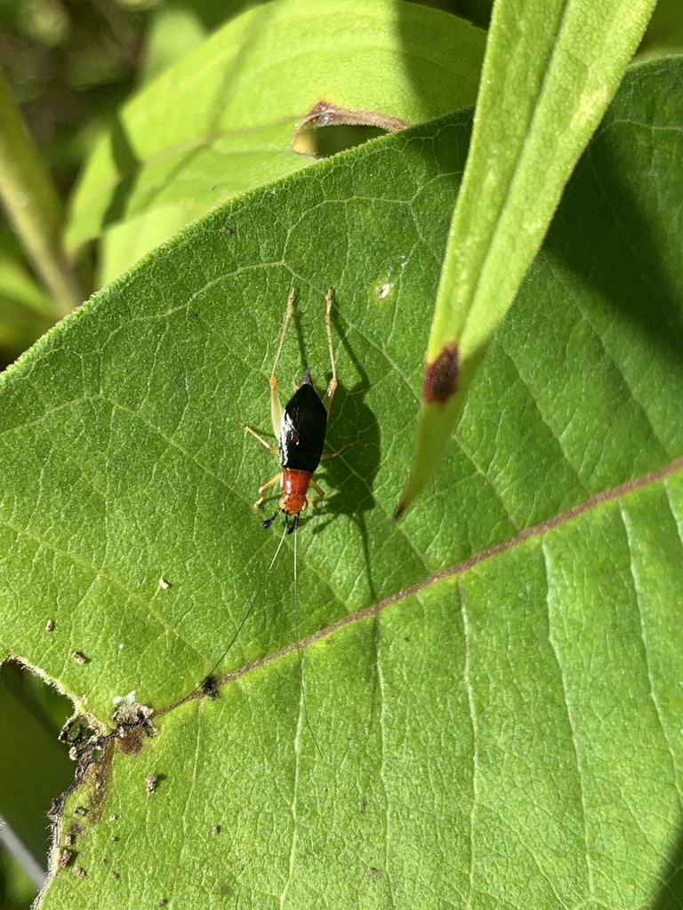 Red-headed Bush Cricket from The West Woods, Novelty, OH, US on August ...