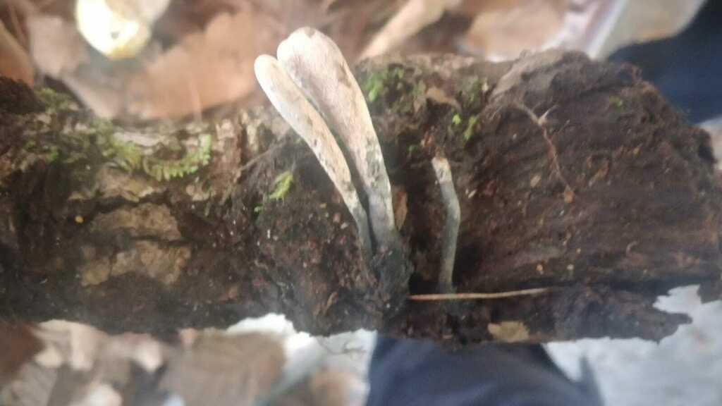 Xylaria from Pinal de Amoles, Qro., México on August 14, 2022 at 10:23 ...