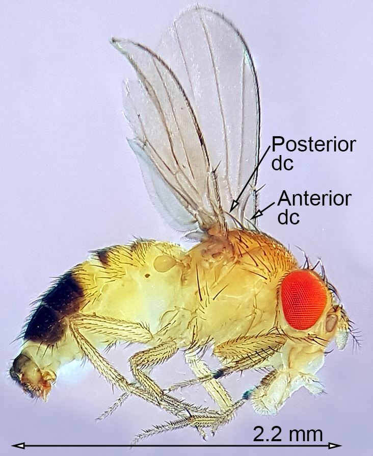 Drosophila melanogaster Meigen, 1830