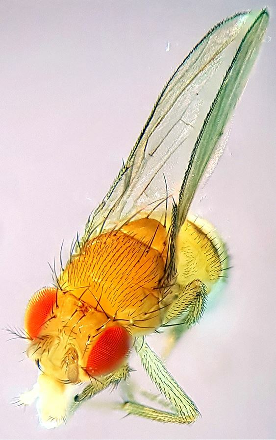 Drosophila melanogaster Meigen, 1830