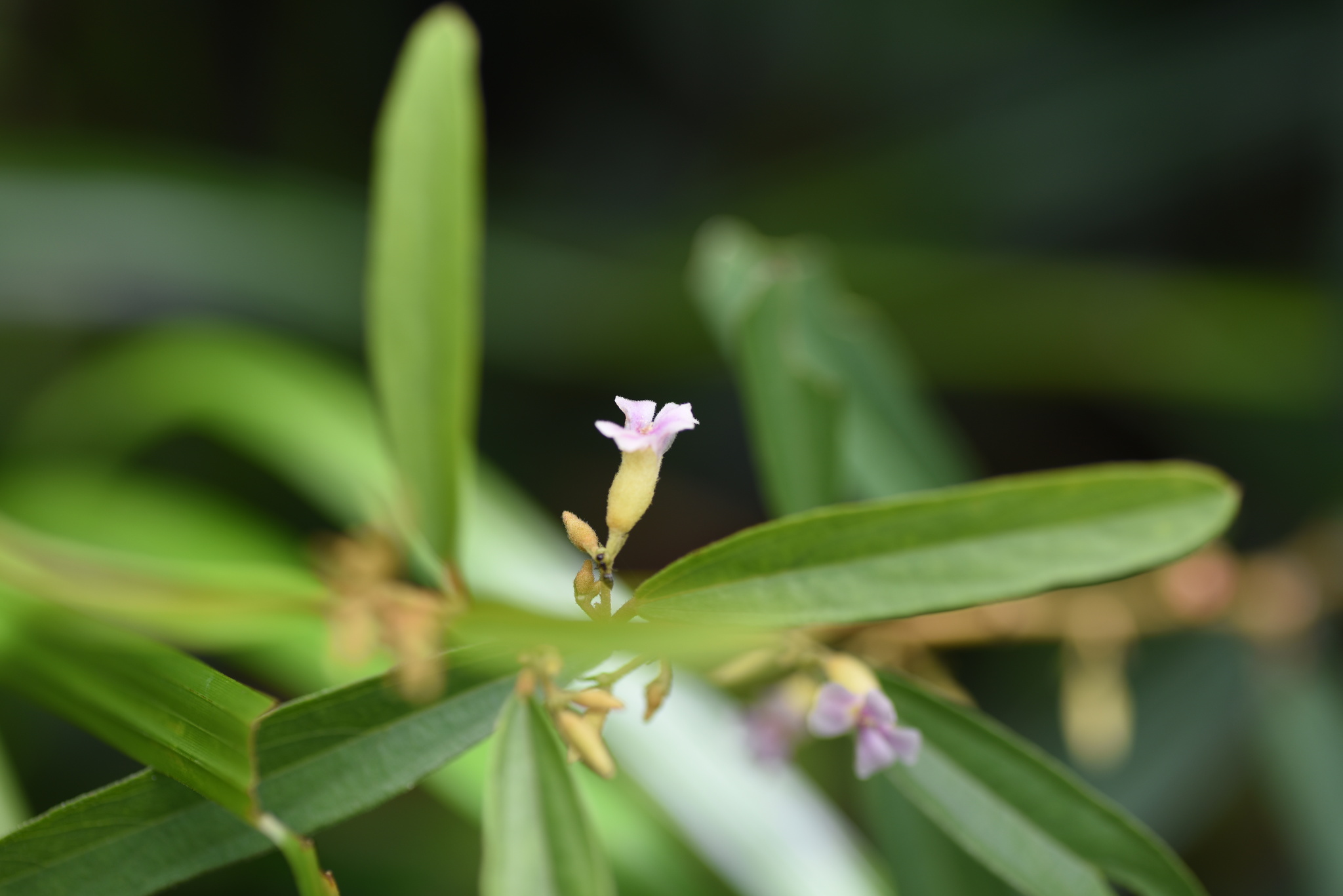 Helicteres angustifolia L.