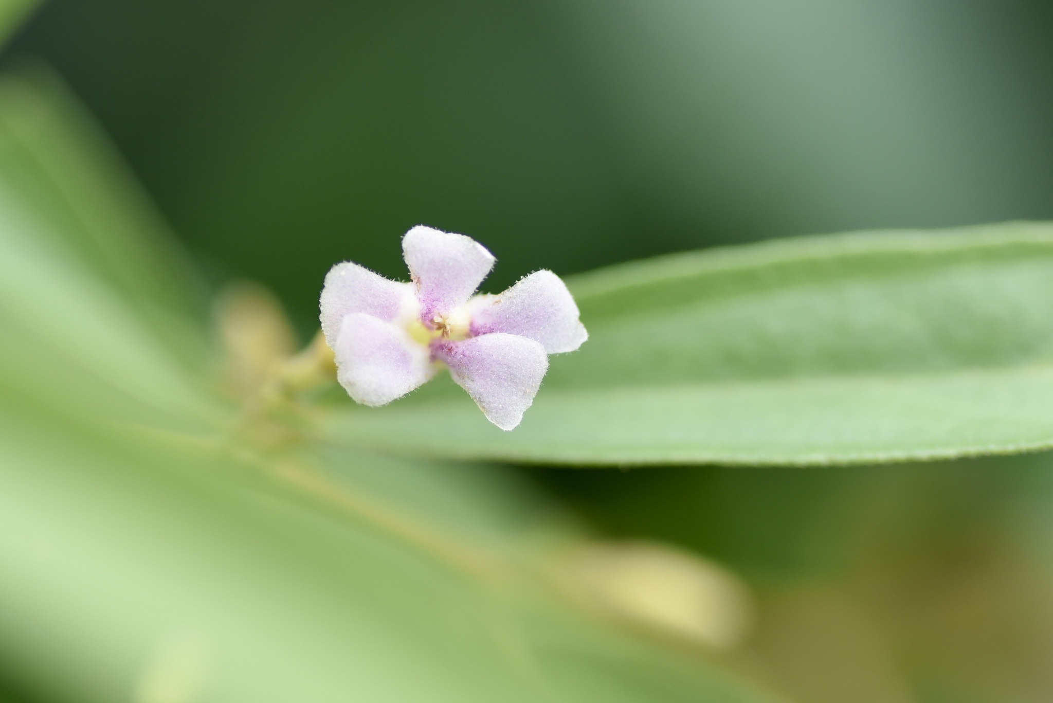 Helicteres angustifolia L.