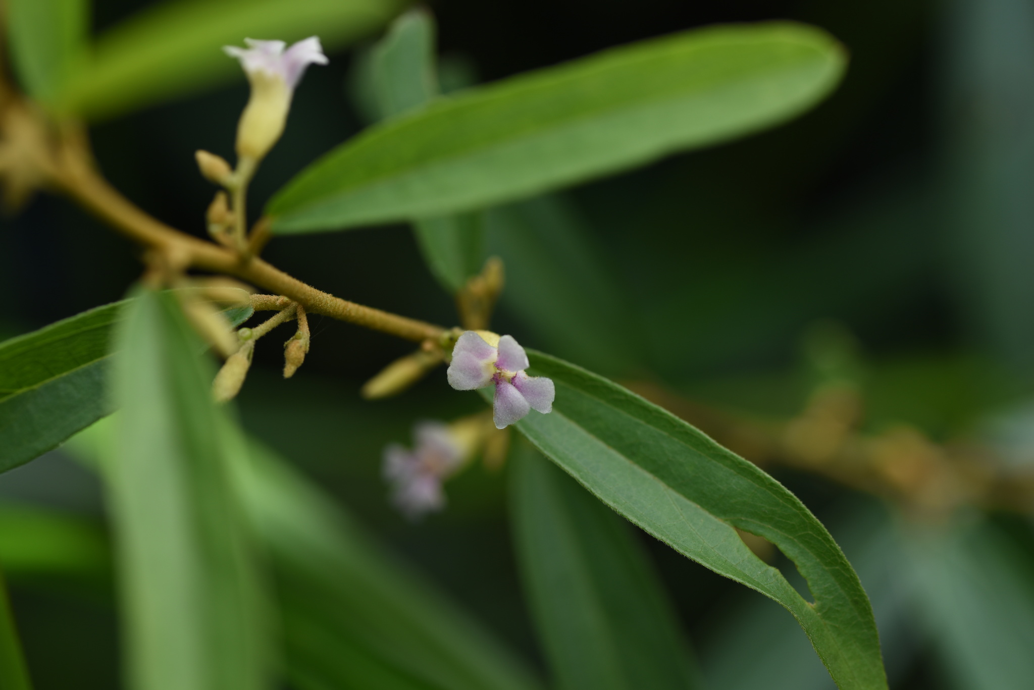 Helicteres angustifolia L.