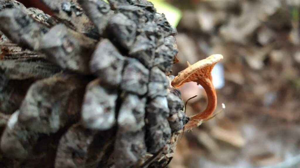 Common Gilled Mushrooms and Allies from Pinal de Amoles, Qro., México ...