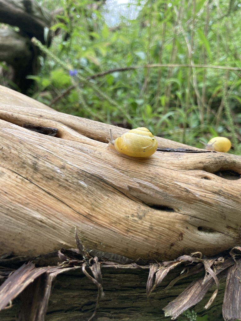 White-lipped Snail from Sillery, Québec City, QC, Canada on August 07 ...