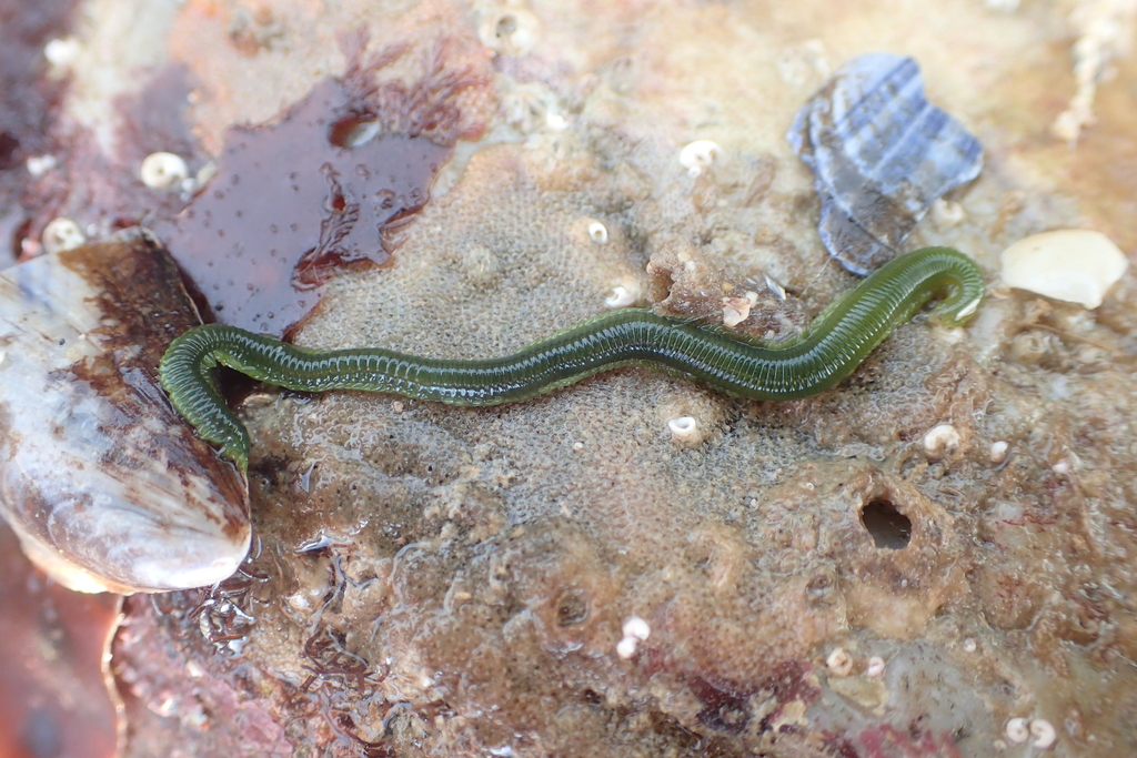 Eulalia clavigera from Seine-Maritime, Haute-Normandie, France on ...