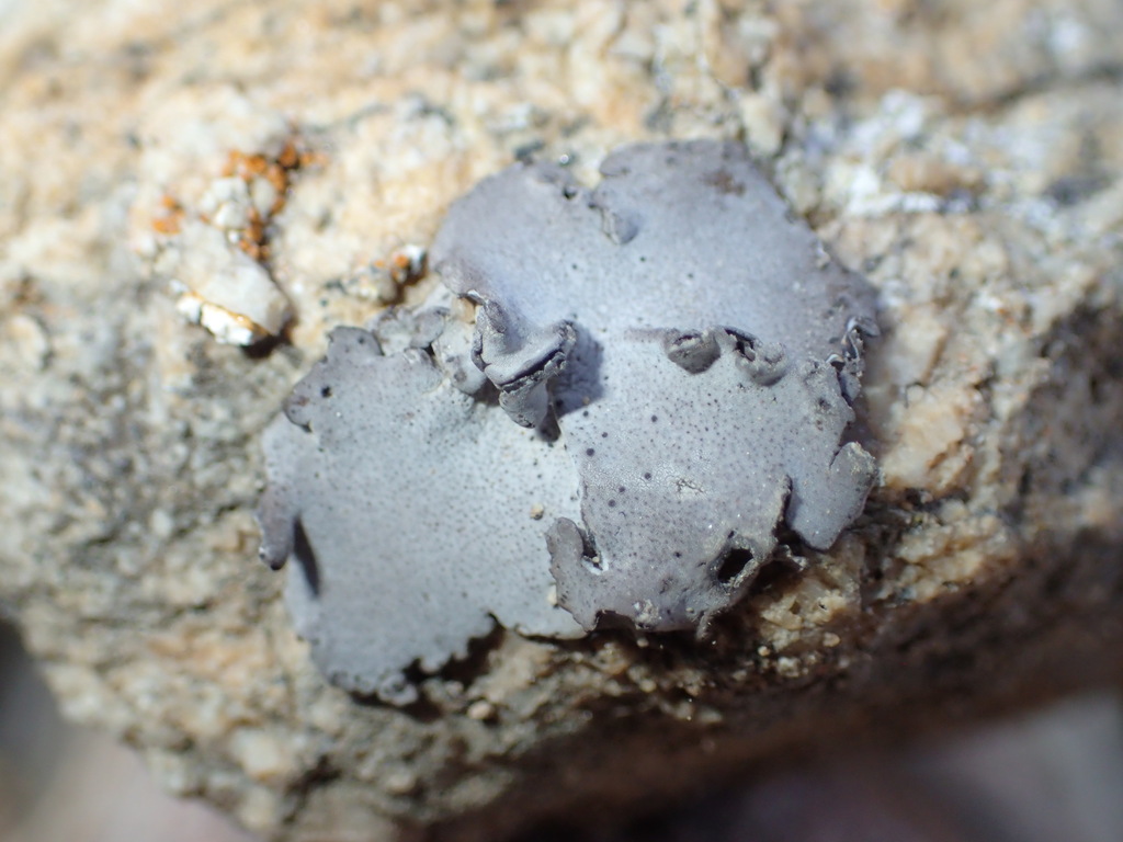 Frosted Rock Tripe from San Bernardino County, CA, USA on July 29, 2018 ...