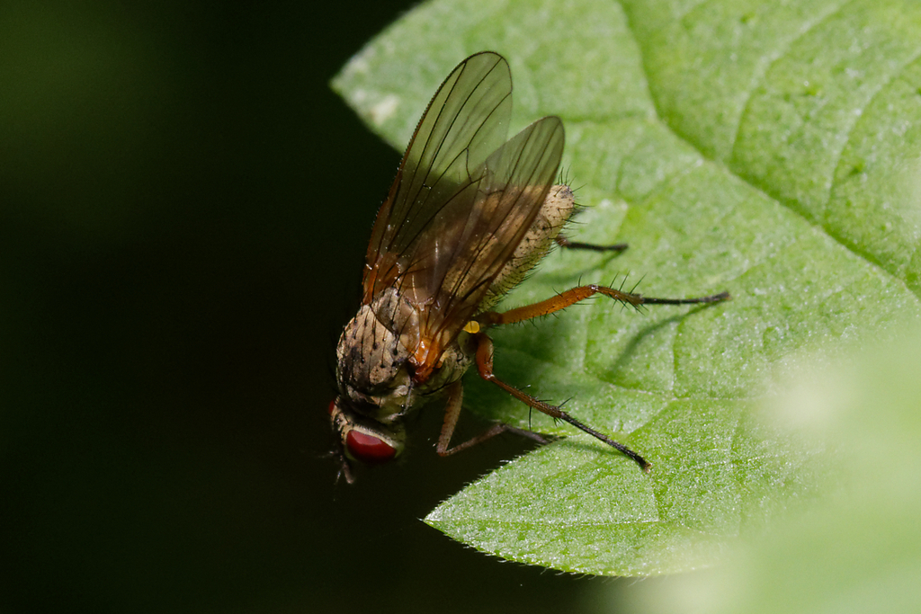 Hylemya in August 2022 by sylvester_k · iNaturalist