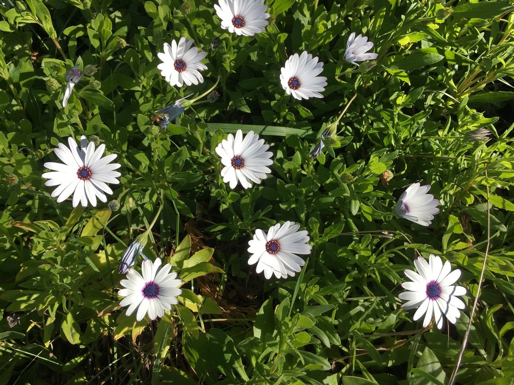 trailing African daisy (Locally Indigenous Plant Species for Knysna ...