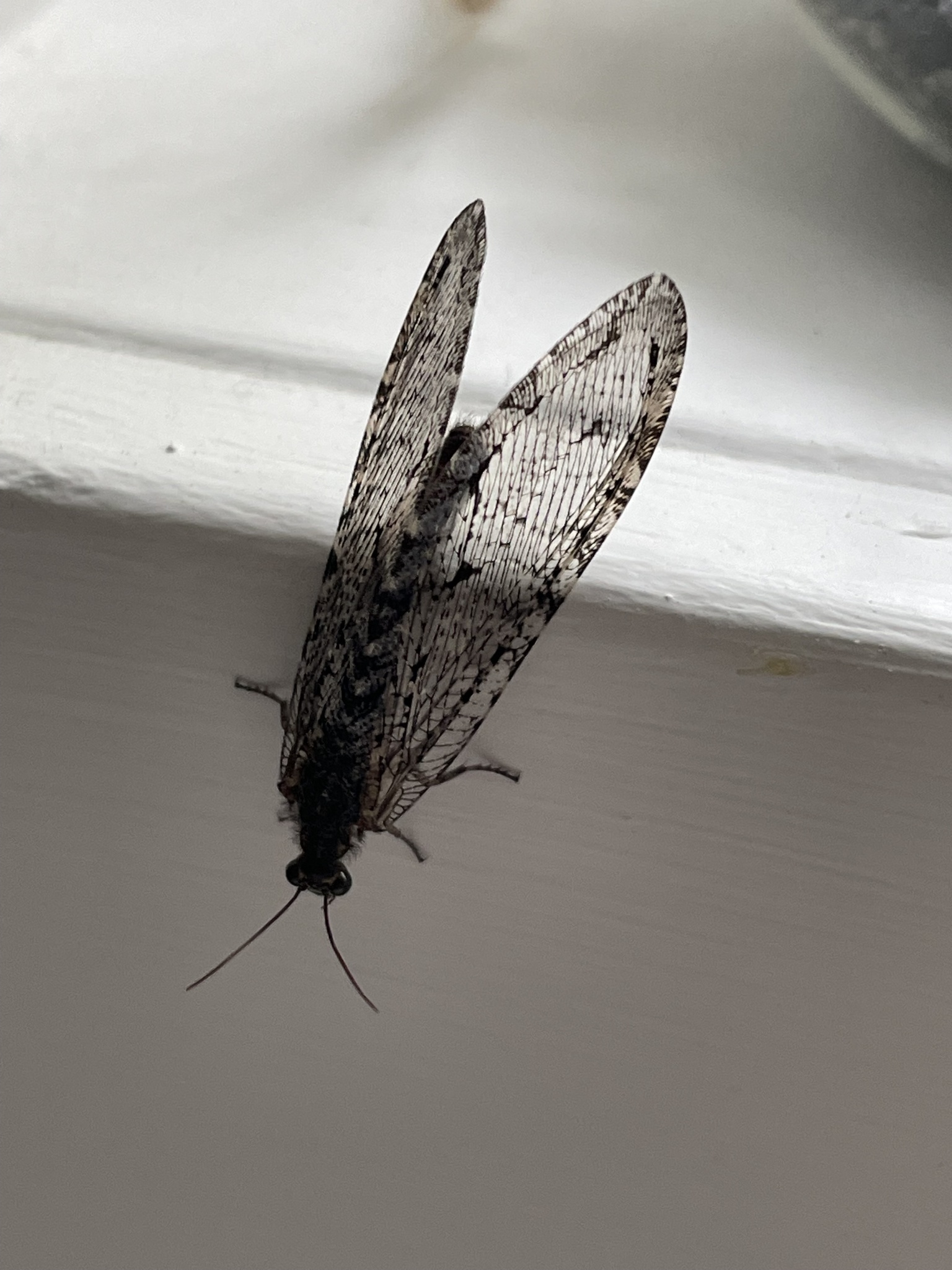 Polystoechotes punctata (Fabricius, 1793)